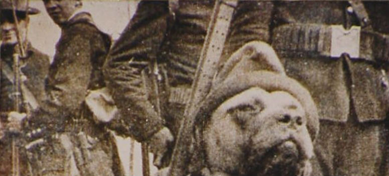 Sergeant Stubby: Celebrating Veterans Canines - NYC Pooch Blog