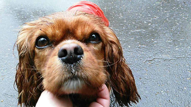 Dog Walker of the Month: Tamara Ristic - NYC Pooch Blog