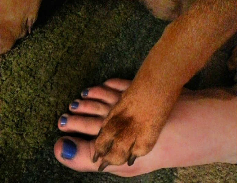 Meet Tamara Ristic: Our Dog Walker of the Month - NYC Pooch Blog