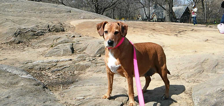 Meet Tamara Ristic: Our Dog Walker of the Month - NYC Pooch Blog