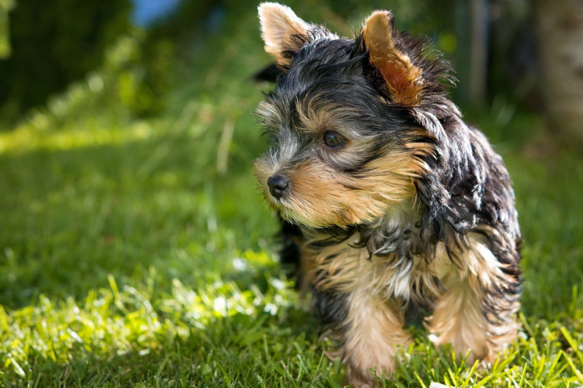 The Pawesome Guide To The Best Dogs For NYC Apartment Living - NYC ...